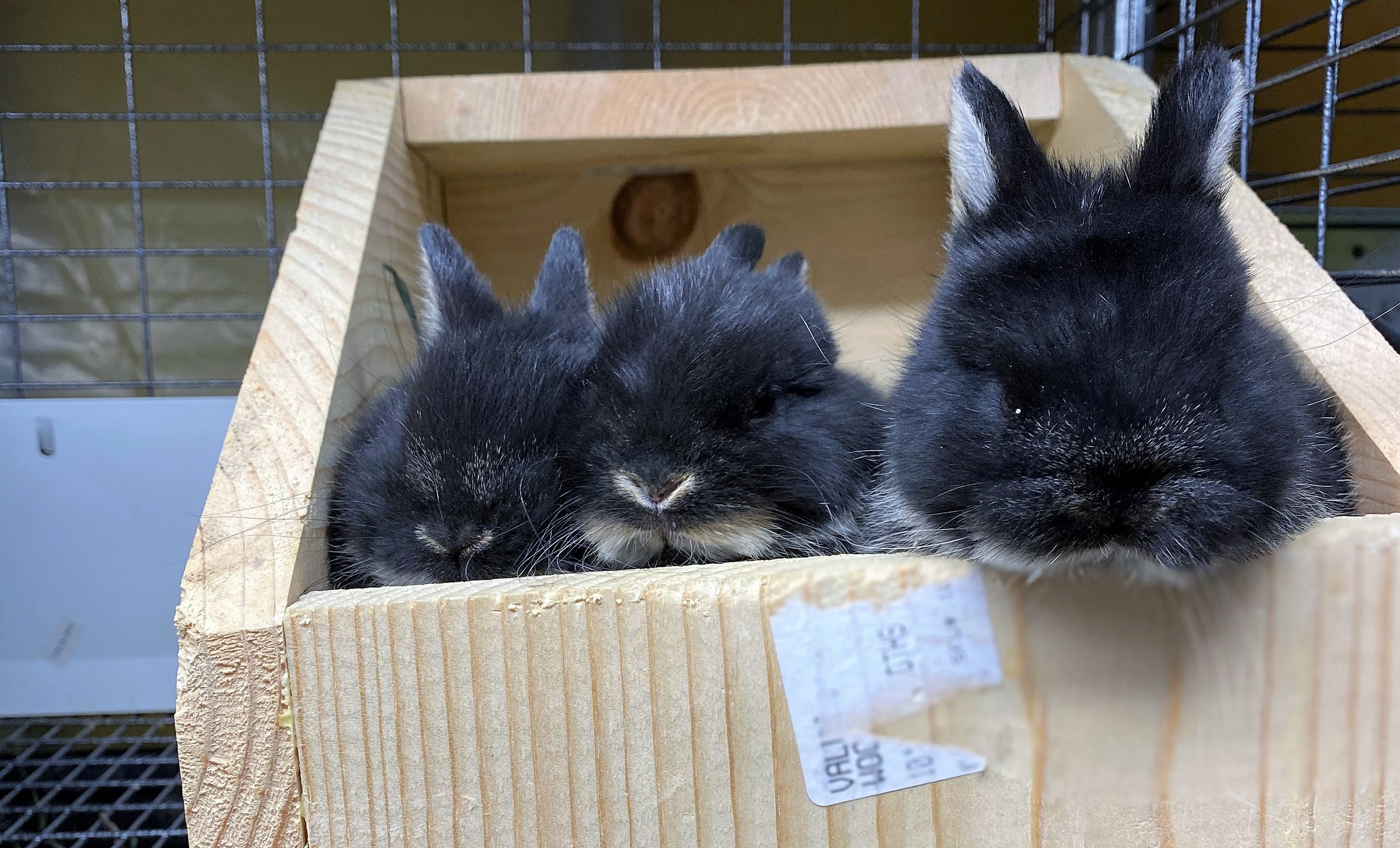 Patten Netherland Dwarfs